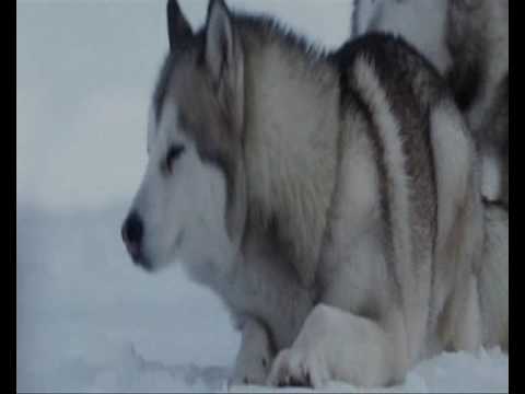 Eight Below - Mad World