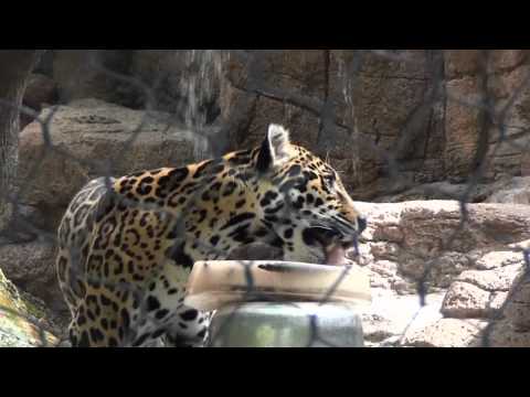 Jaguar gets an icy treat at the hdz