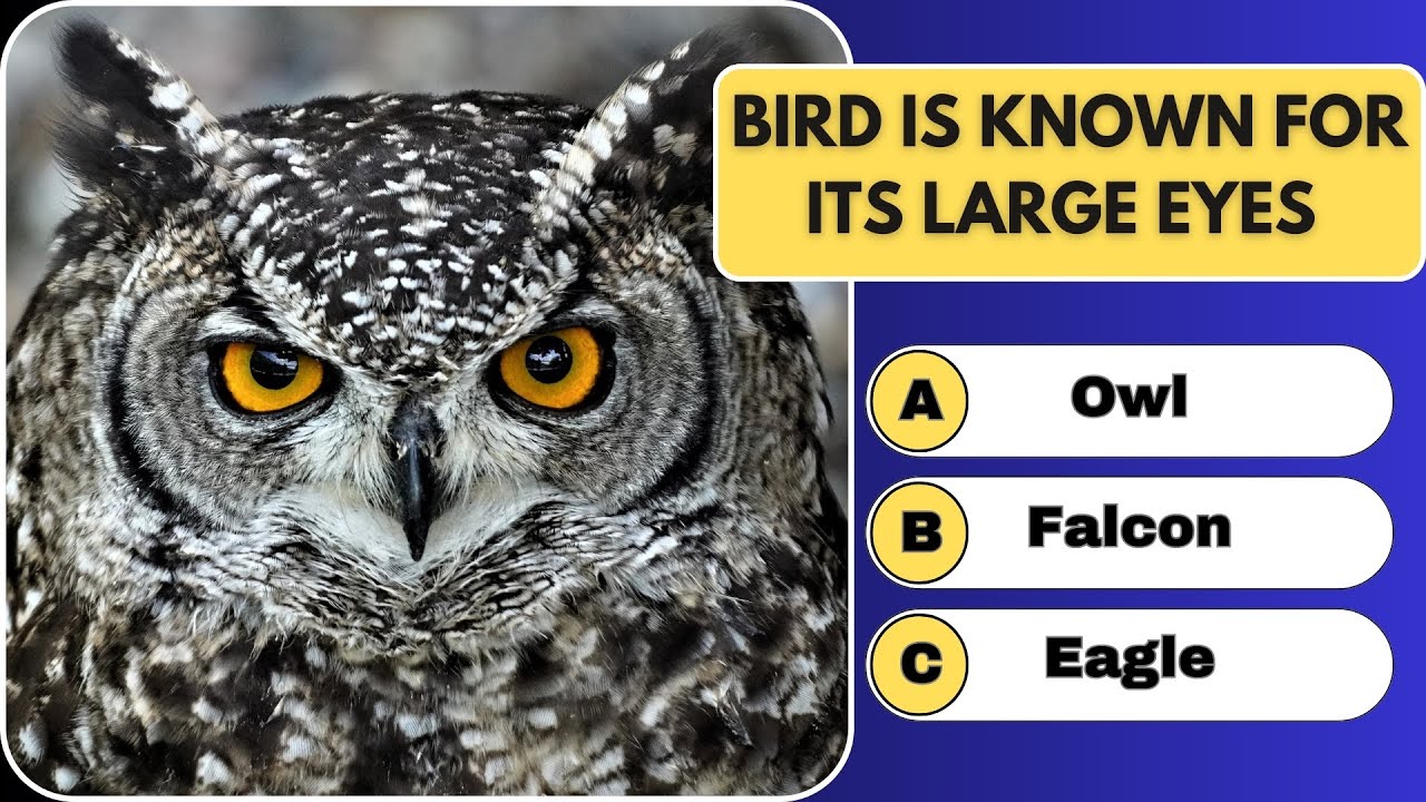 Test Your animal IQ! General Knowledge Quiz About Animals 🦉🐘 - YouTube