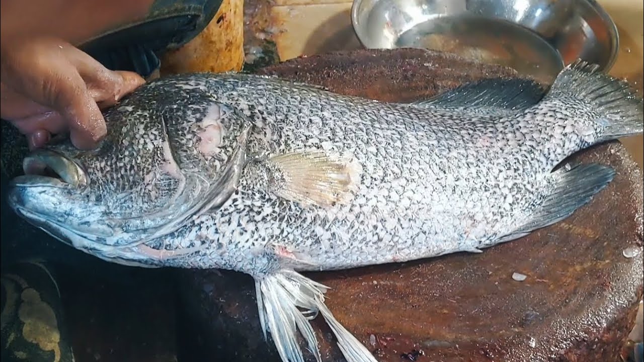 amazing black dangri fish cutting skills best fishing - YouTube