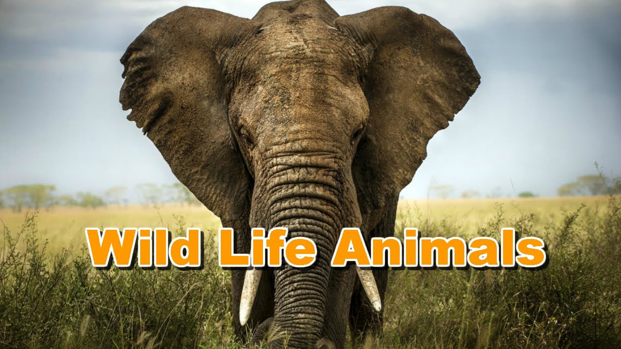 Wild beautiful nature with Amazing animals - YouTube