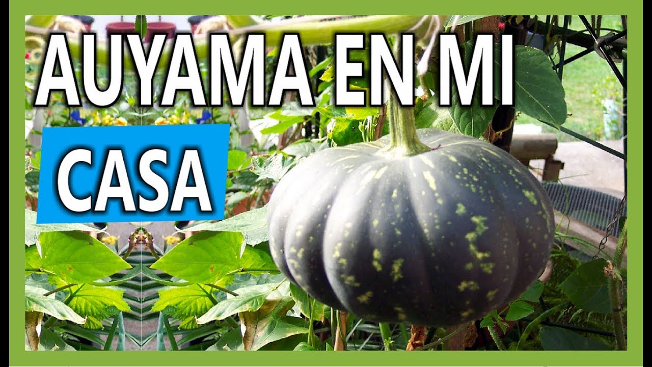 Huerta En Casa con Auyamas en tubo Reciclado - YouTube