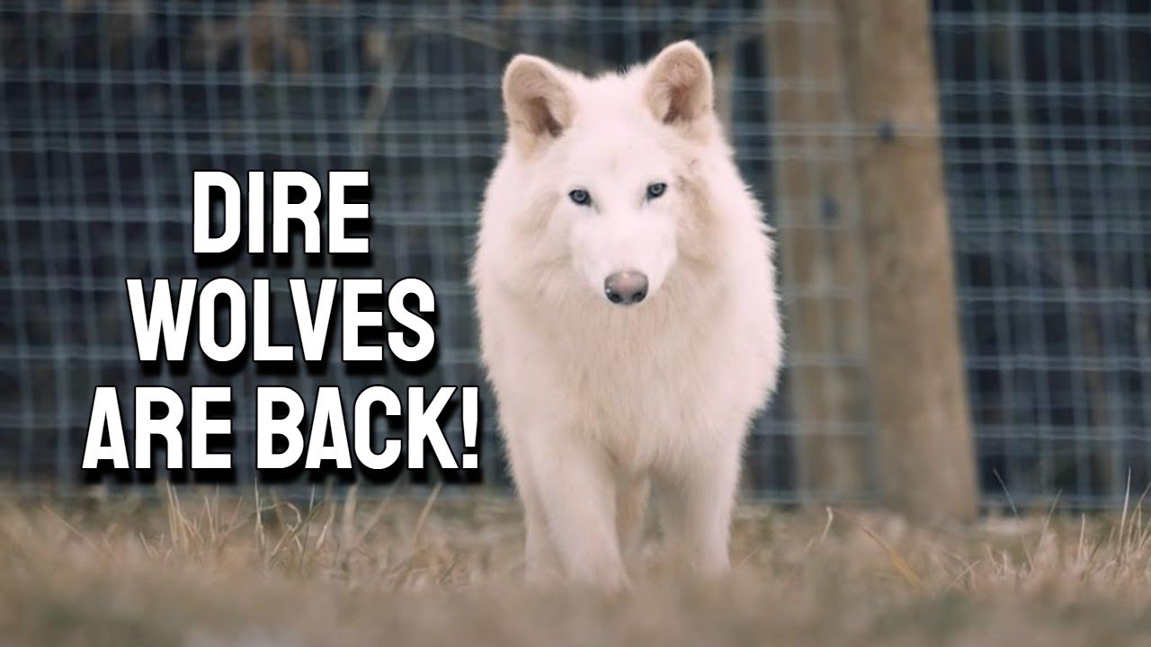 The Dire Wolf Returns From Extinction! - YouTube