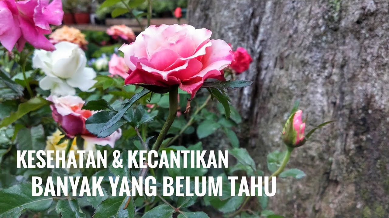 Efek Luarbiasa Bunga Mawar !! Manfaat Bunga Mawar Untuk Mesehatan dan ...