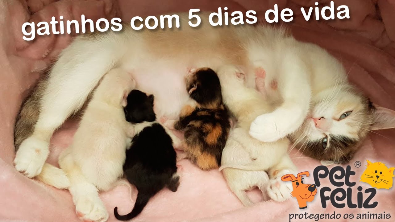 Gatinha Kate e filhotes recém nascidos crescendo e se desenvolvendo ...