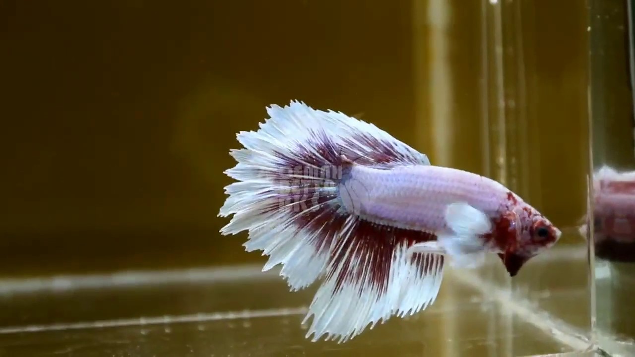 Betta fish dumbo ear hm lavender - YouTube