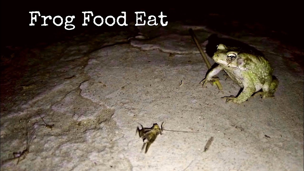 Frog play | Frog Food Eating| Rice Field Frog 🐸 | at Night Video - YouTube