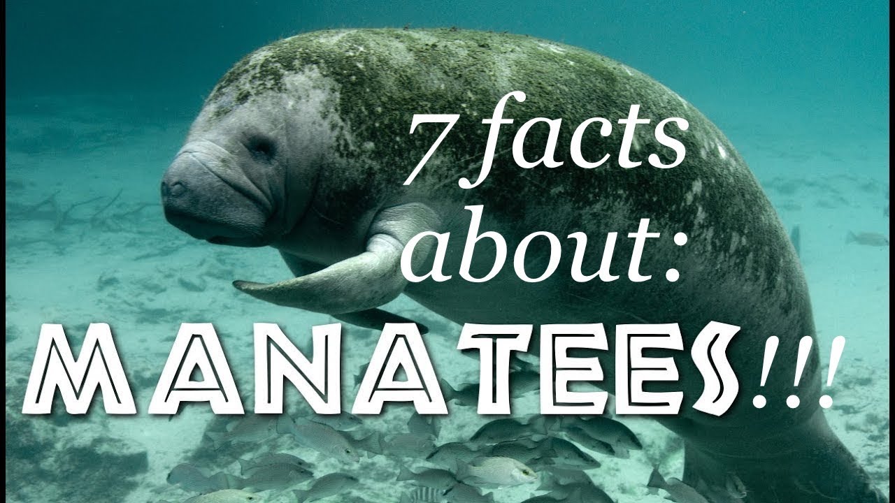 7 facts about manatees - YouTube