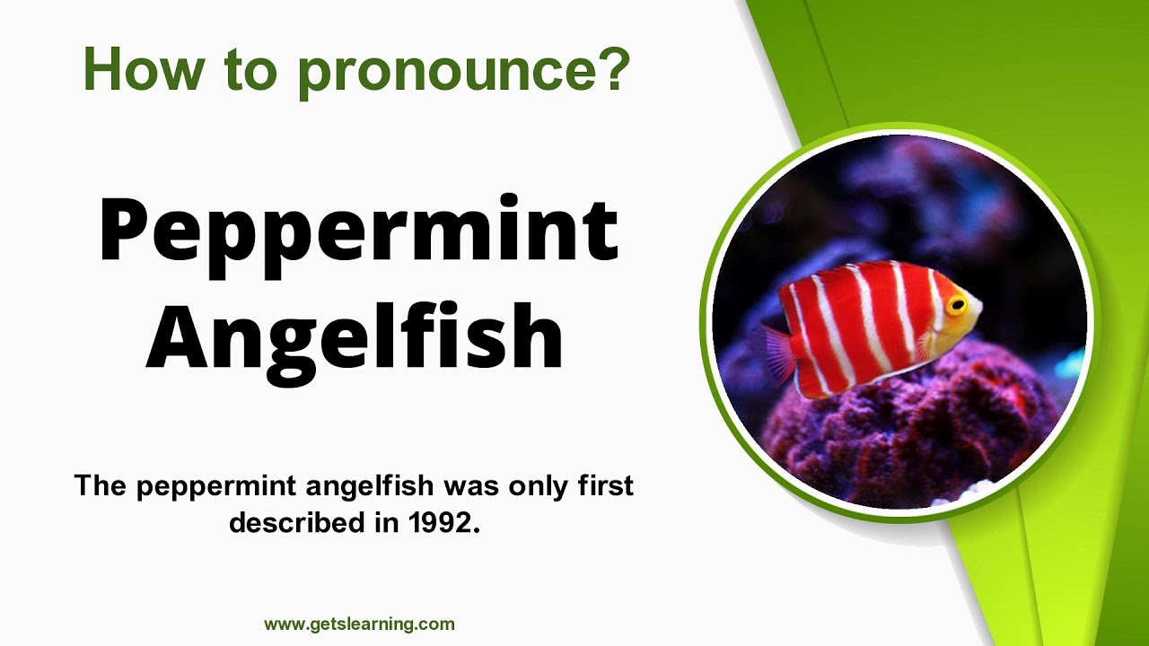How to pronounce (Peppermint Angelfish) in English Correctly - YouTube