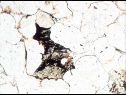 Polycrystalline quartz in aeolian sandstone (PPL) - YouTube