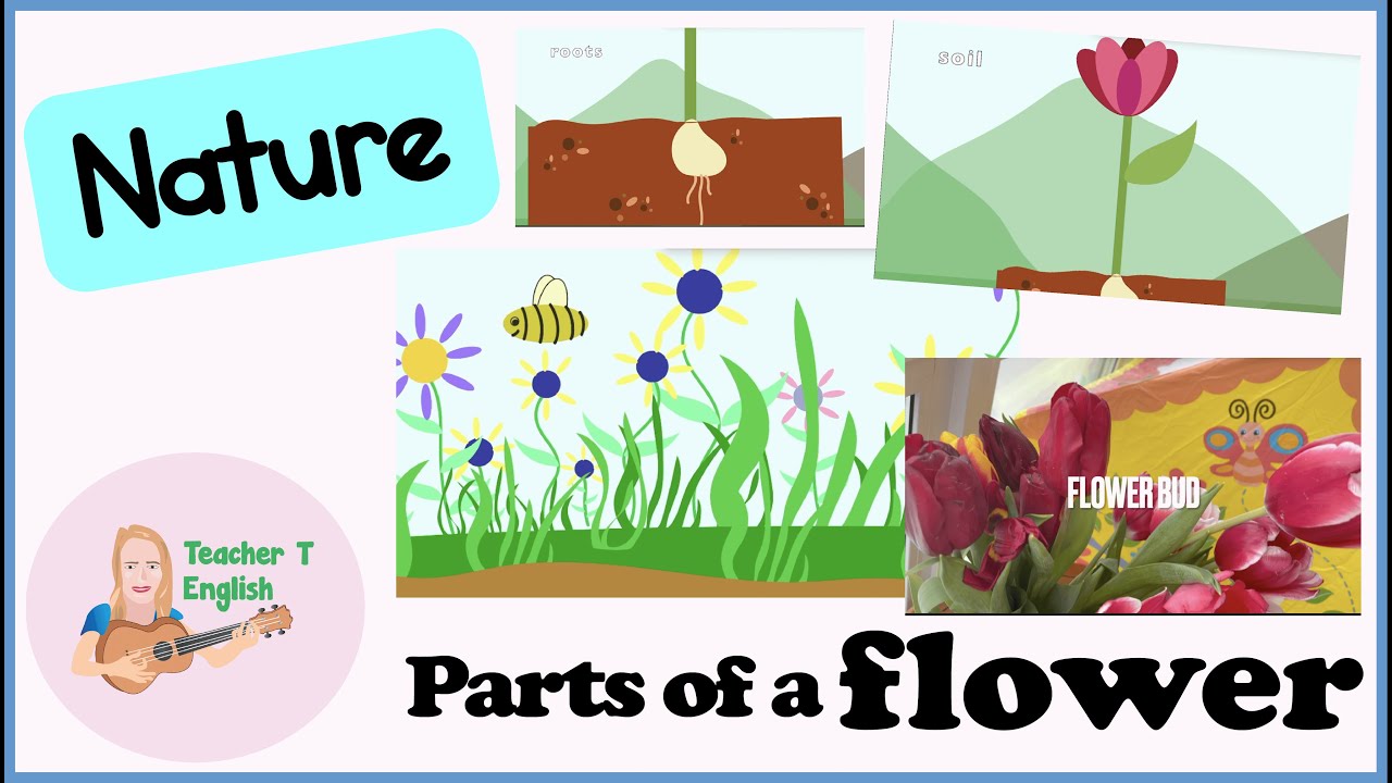 Parts of a flower | Teacher T English | English words in Nature ...