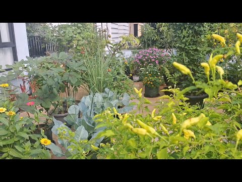 Update kebun di halaman rumah, garden tour, berkebun untuk kebutuhan sehari-hari 