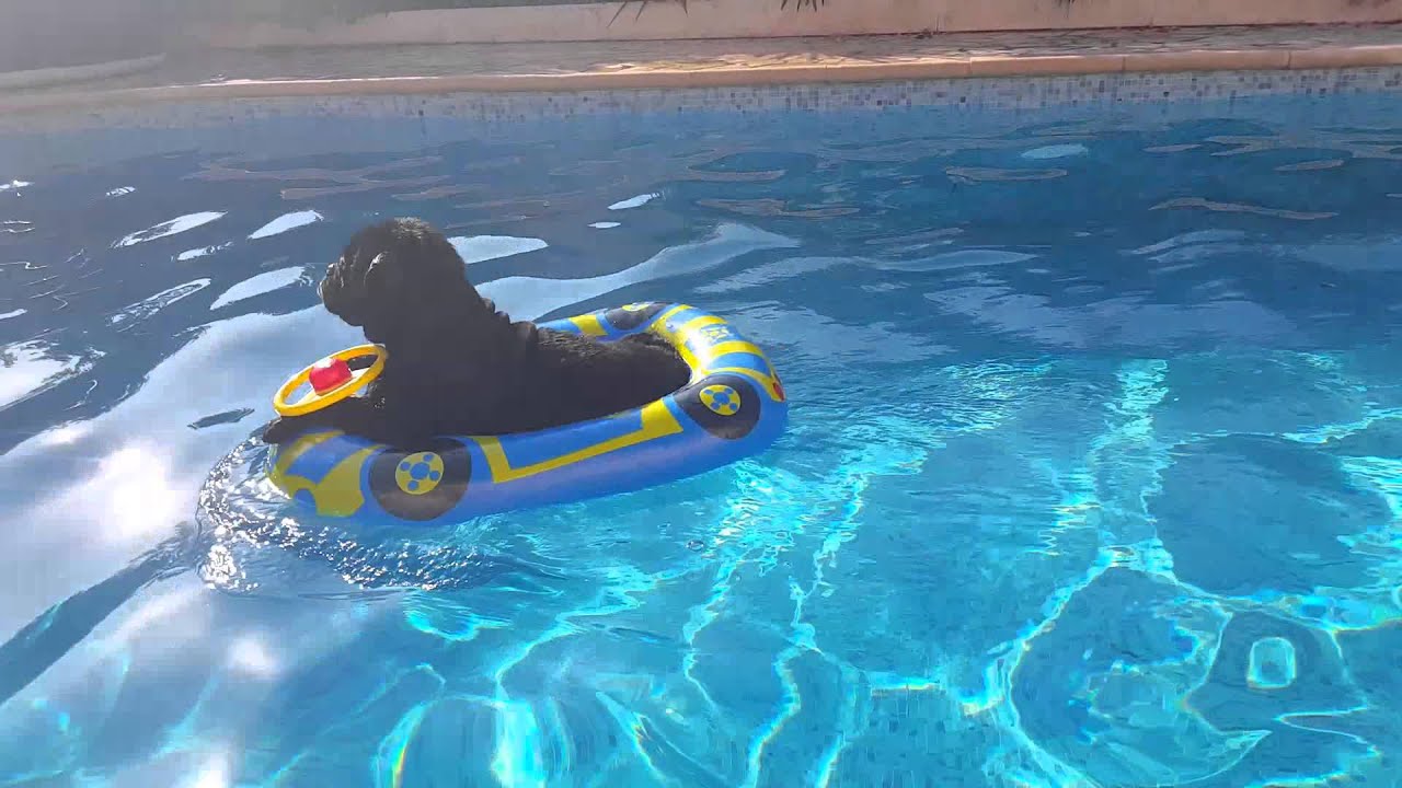 Funny Pug Swimming Pool - YouTube