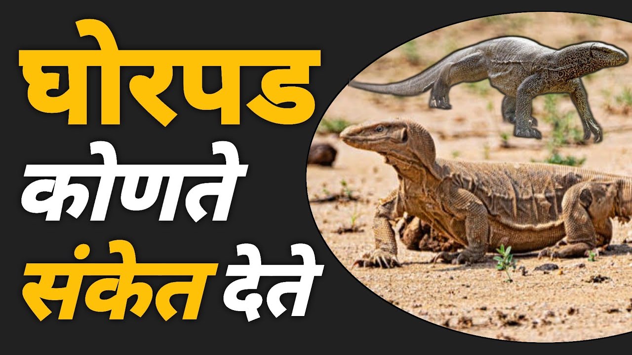 घोरपड घरात येणे शुभ की अशुभ? | Ghorpad Disne Shubh Ki Ashubh | Vastu ...