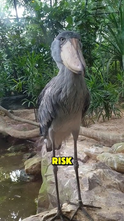 Meet the Shoebill The Prehistoric Looking Bird - YouTube