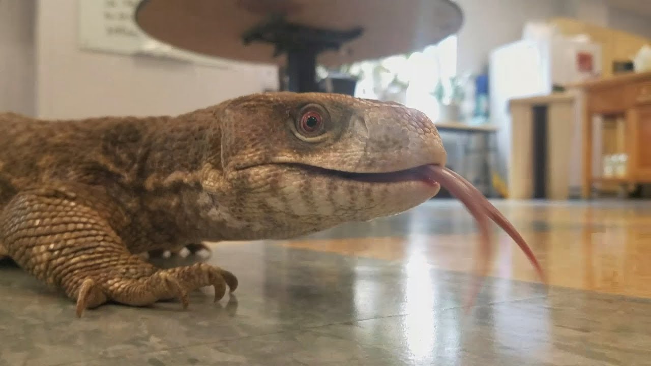 My Savannah Monitor Explores a Nursing Home! - YouTube