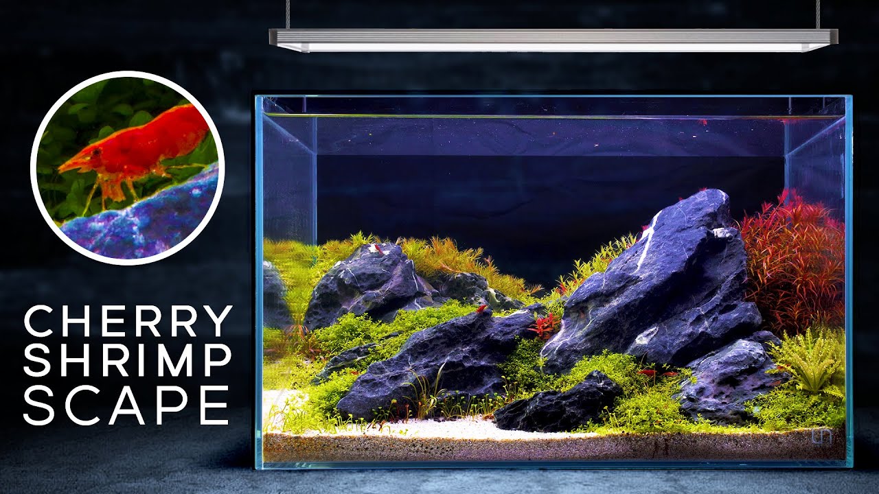 9 Gallon Shrimp Tank — Incredible Aquascape! (Relaxing) - YouTube