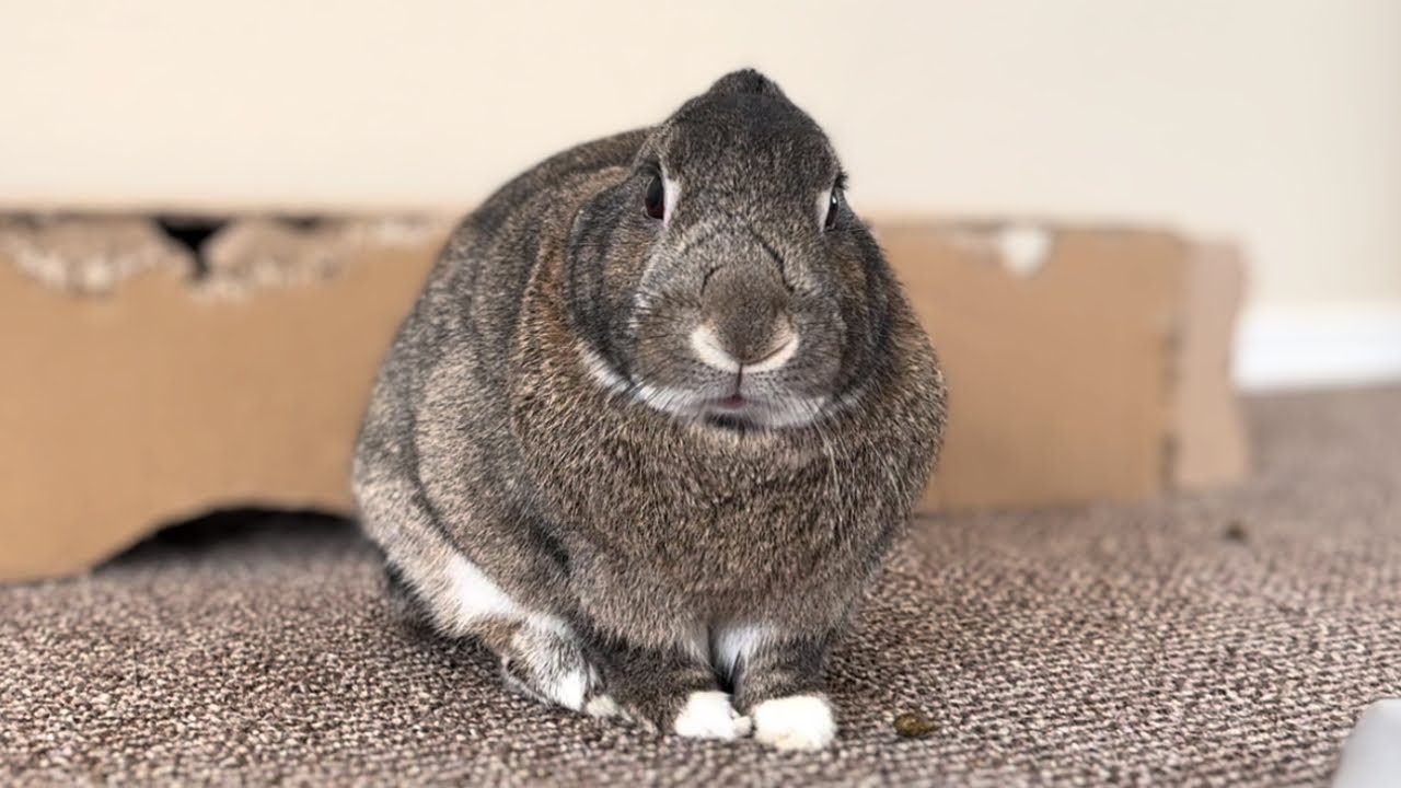 Funny Rabbit Ears Disappeared!?🐰😂 - YouTube