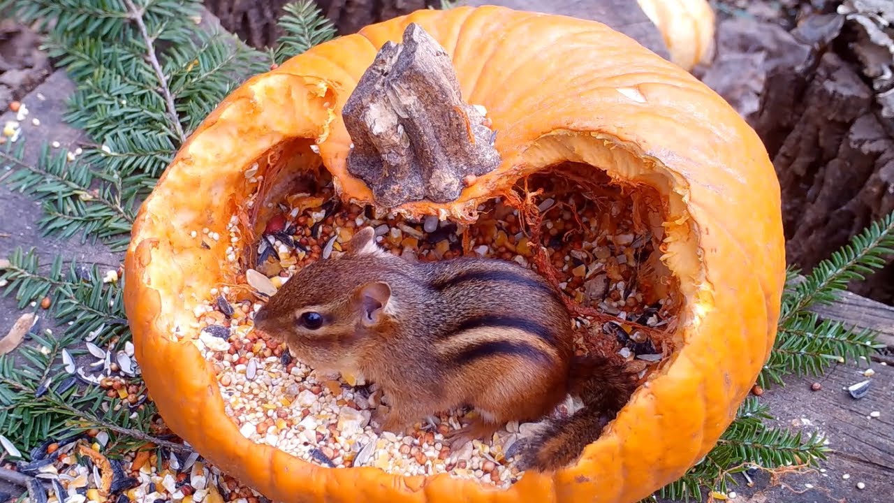 Chipmunk's Cornucopia #thanksgiving #chipmunk - YouTube