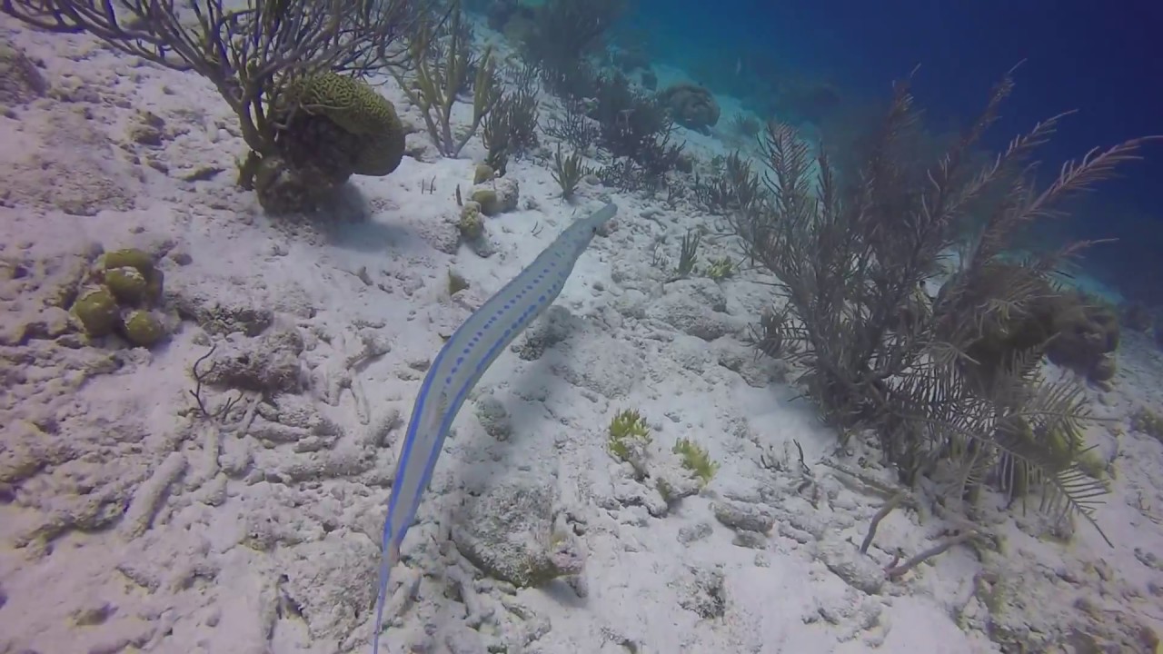 Blue spotted cornet fish - YouTube