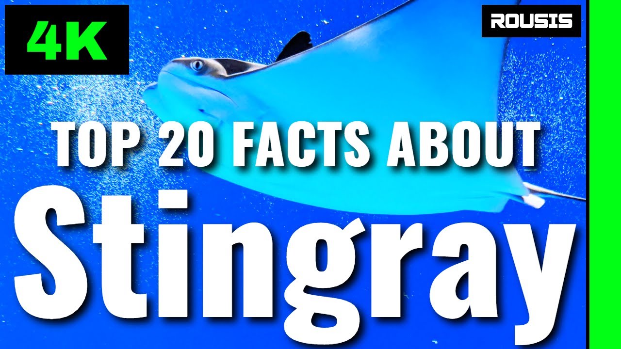 Stingray Documentary 4K-Relaxation Film With Drone 2023 [Aerial View ...
