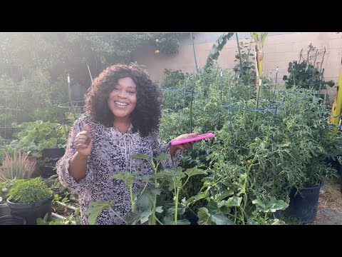 OKRA Plant | HEALTH BENEFITS | Star Of David Okra | Ladies Fingers | Grow Okra Plant in Containers