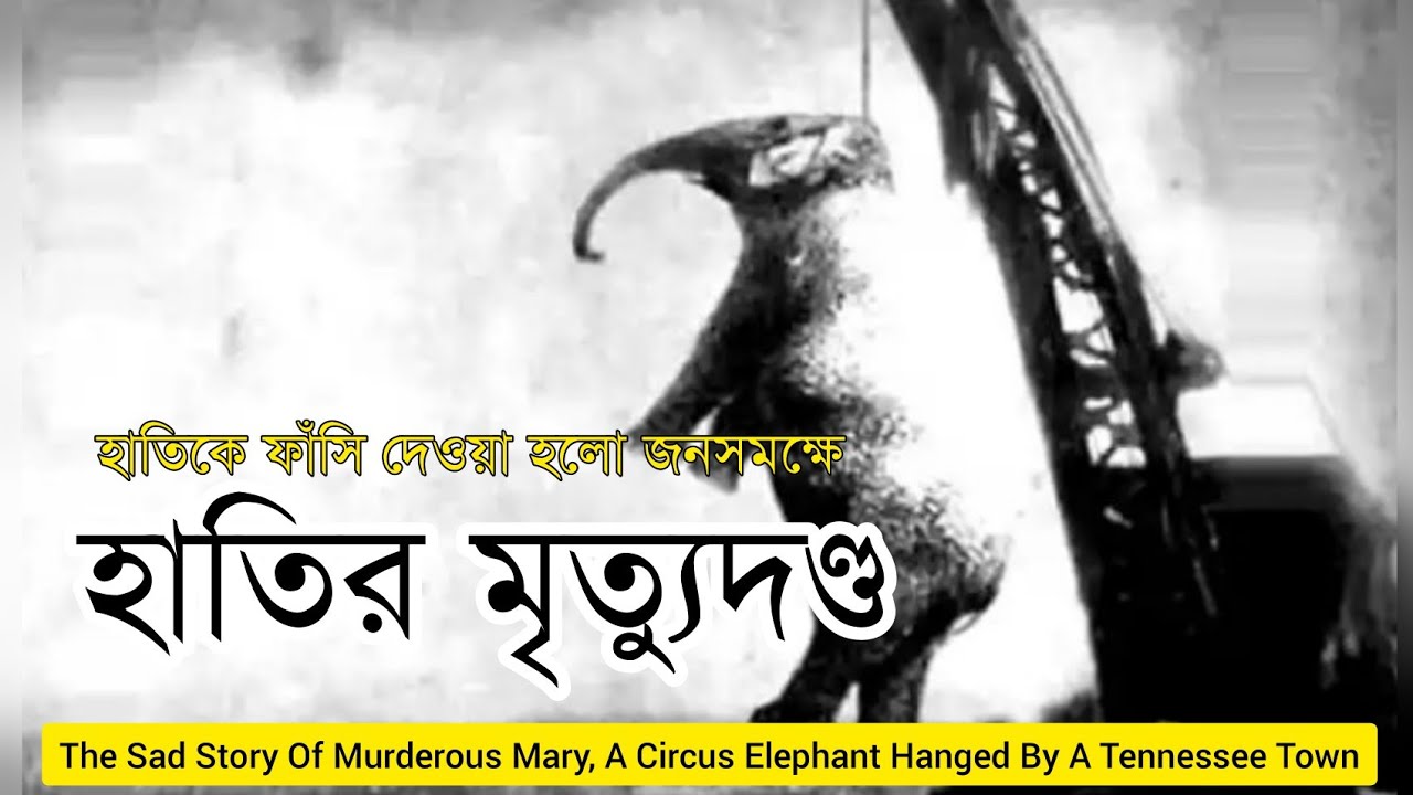 হাতির মৃত্যুদন্ড।। The Sad Story Of Murderous Mary, A Circus Elephant ...