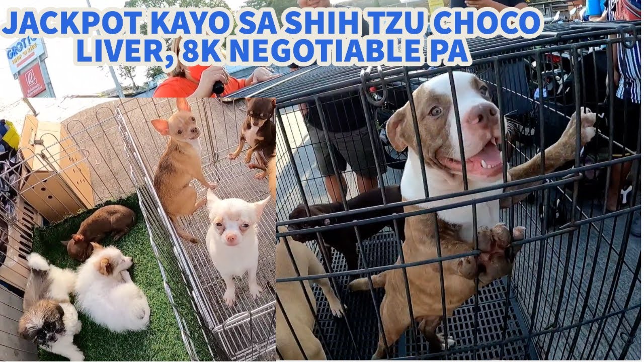 CHOCO LIVER NA SHIH TZU AT IBA PANG KLASE NG ASO - YouTube