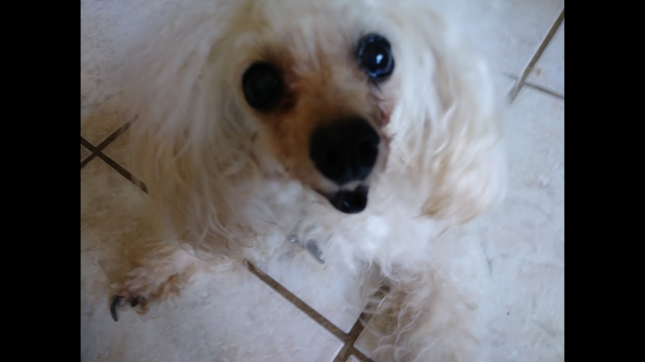 Attack Of The Killer Poodle! - YouTube