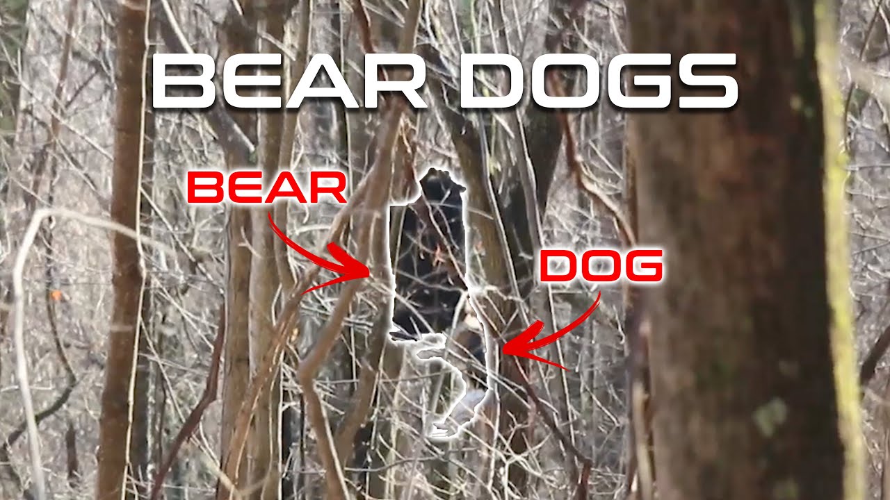 "BEAR DOGS" - Our FIRST EVER Hound Hunting Video (Crazy Footage!) - YouTube