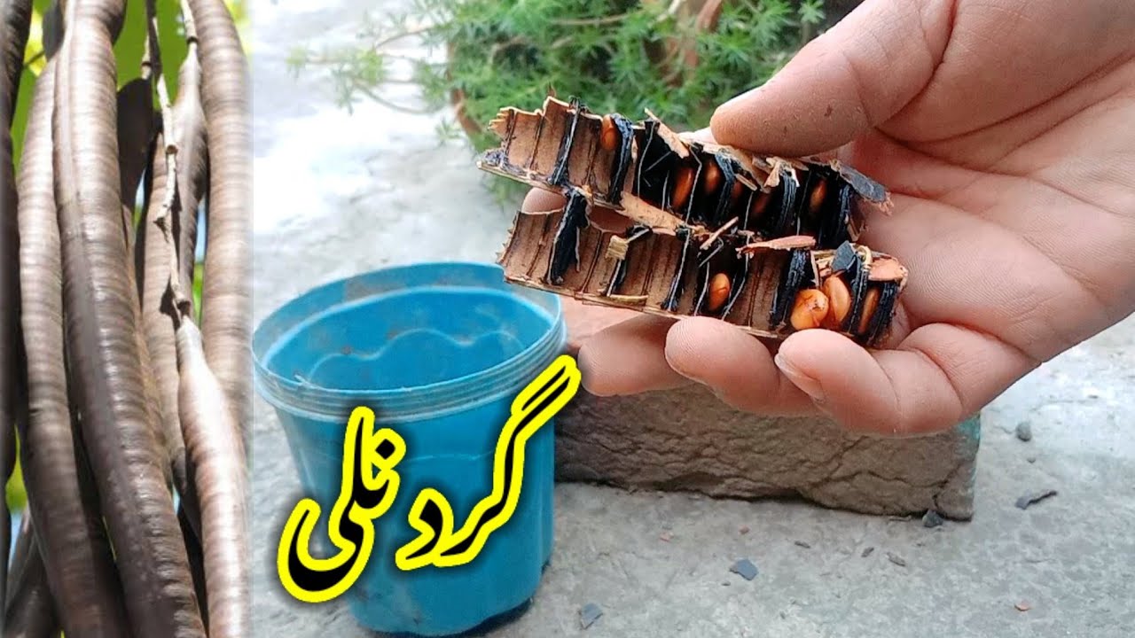 How to grow amaltas from seeds | Gird nalli beej se lagane ka tarika ...