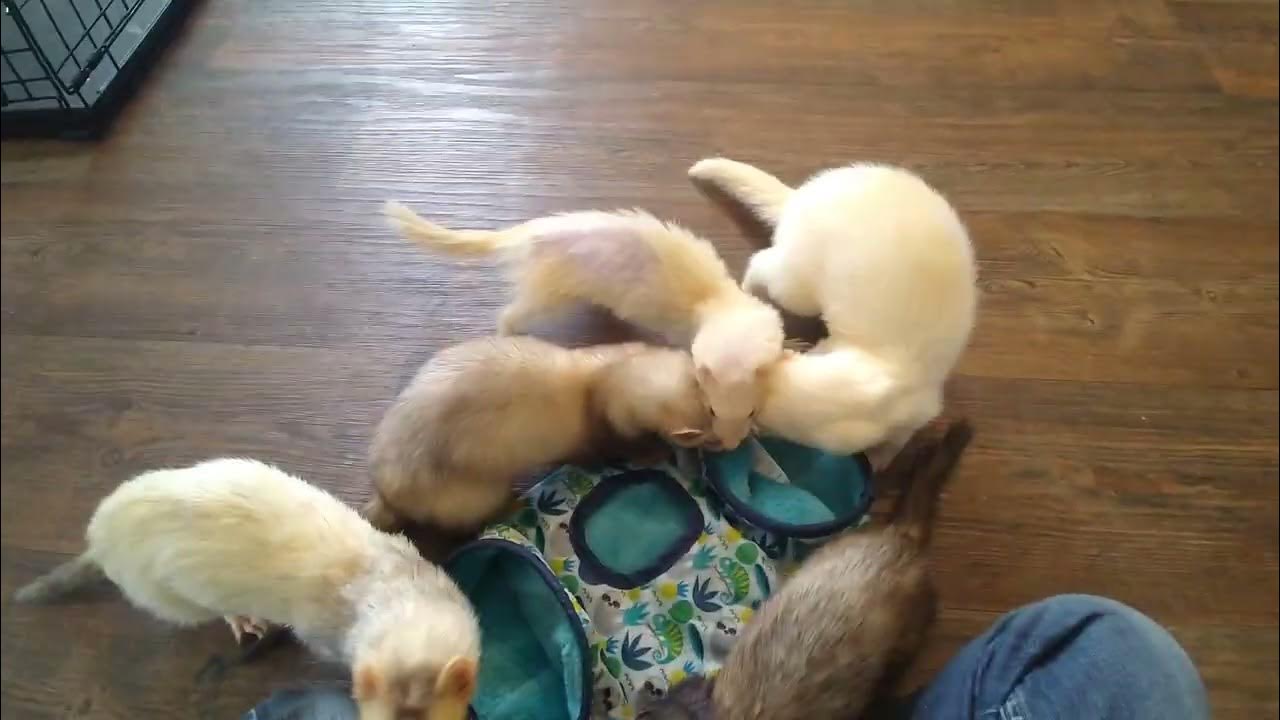 Ferret Playtime (lots of ferrets) - YouTube