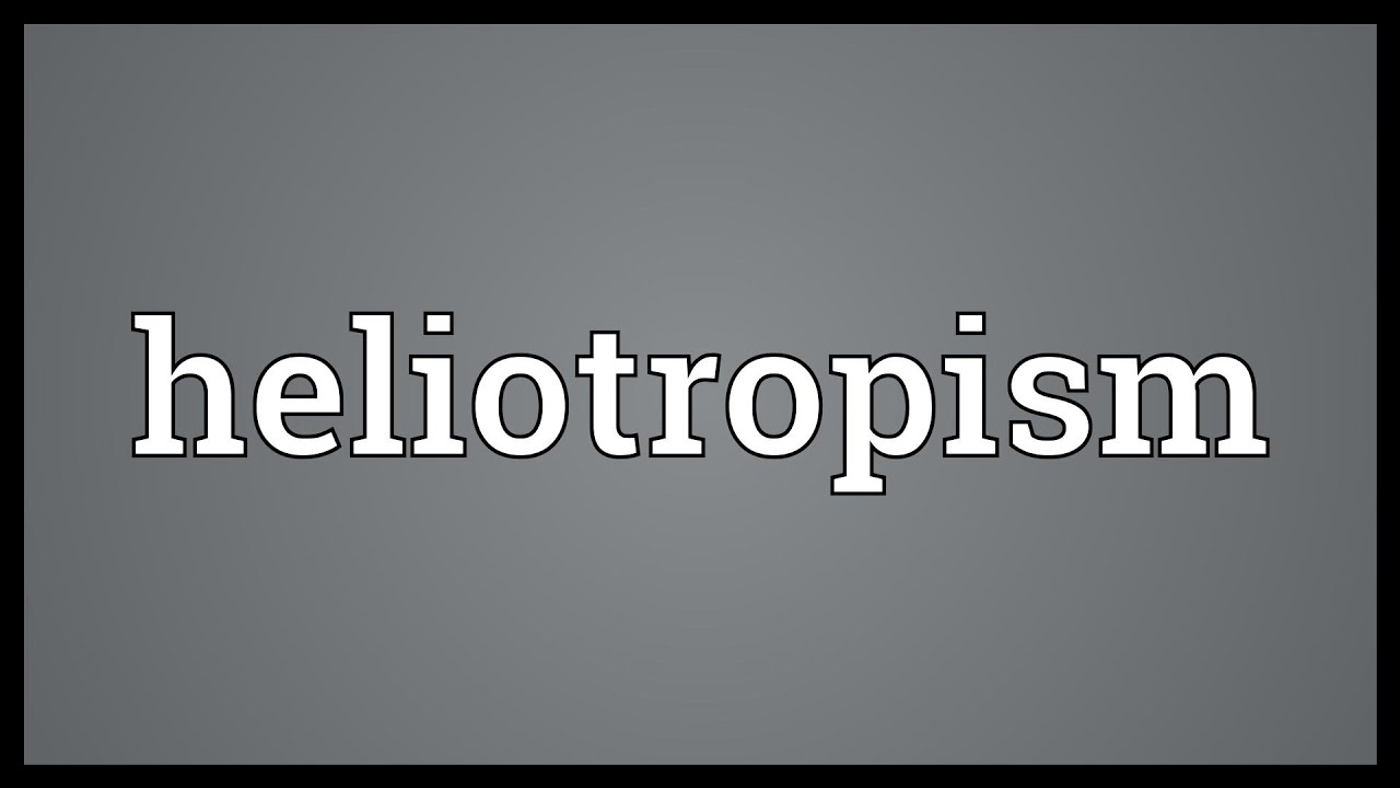 Heliotropism Meaning - YouTube