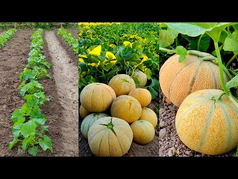Growing real melons in the ground at home (full video)