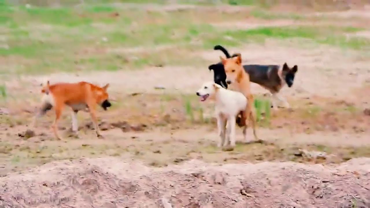 Amazing dogs fucking on the grass - YouTube