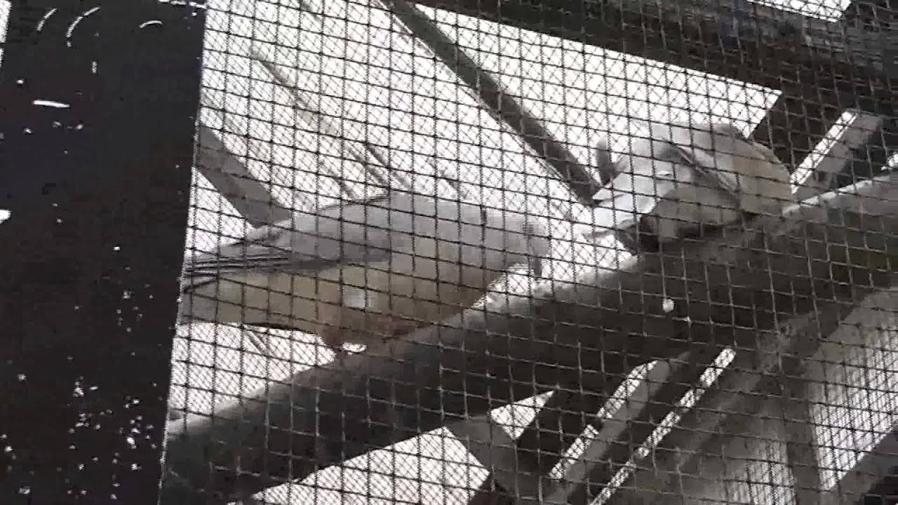 Die Lachtaube - A barbary dove in HD - YouTube