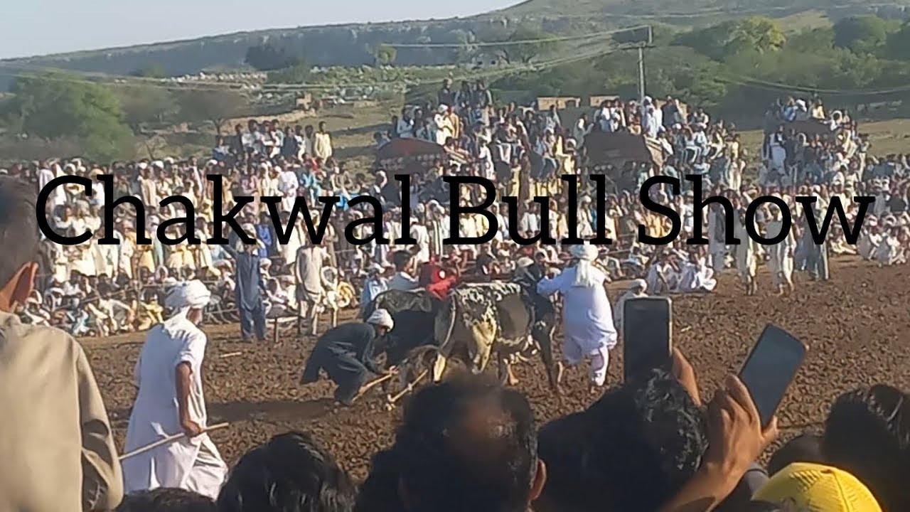 Chakwal Bull Show | Bull Race in Punjab | Khairpur Mila | Punjab ...