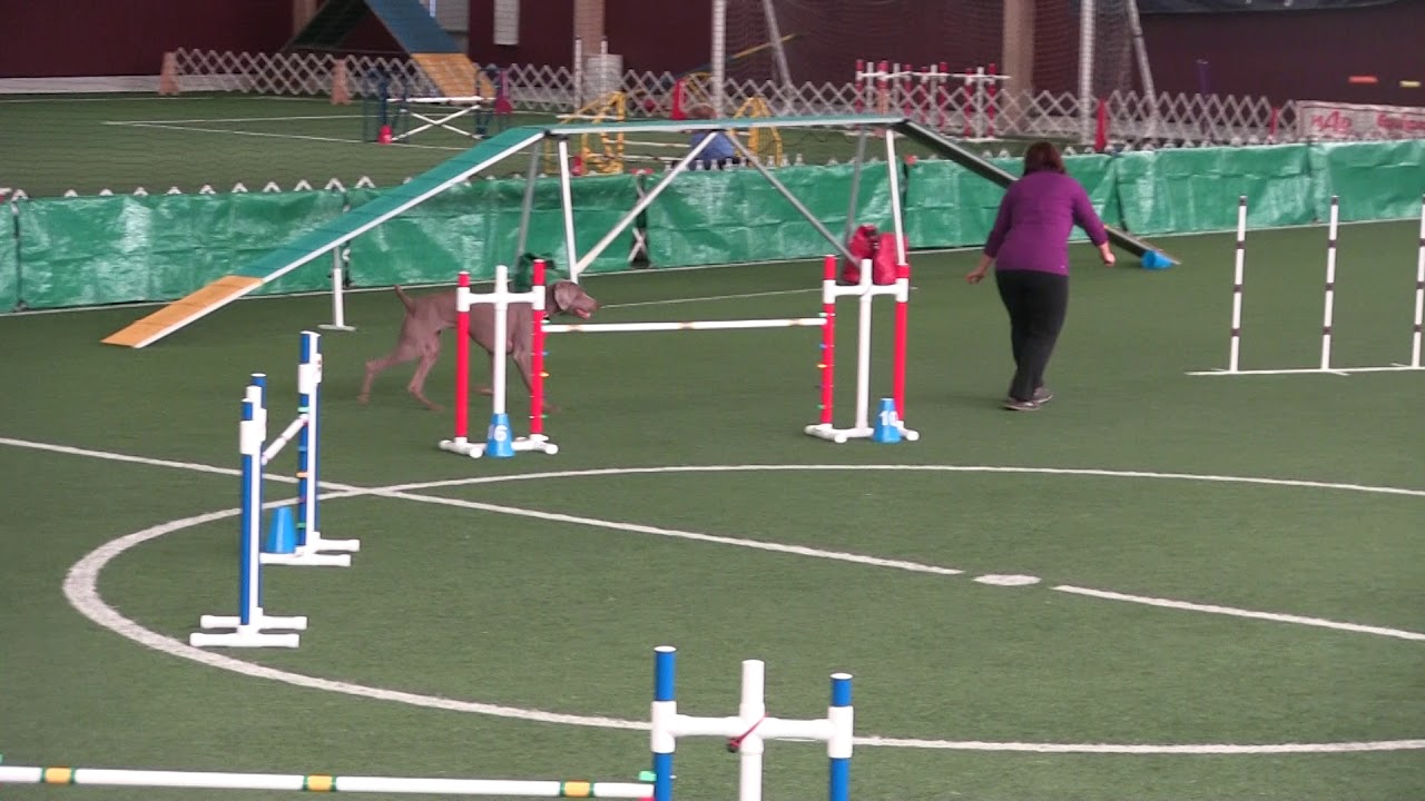 Lyric 1st place Open Std SIDTC trial - YouTube