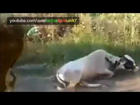 Lucu sapi sange wkwk :p