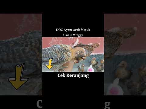 DOC / Anak Ayam Arab Usia 4 Minggu