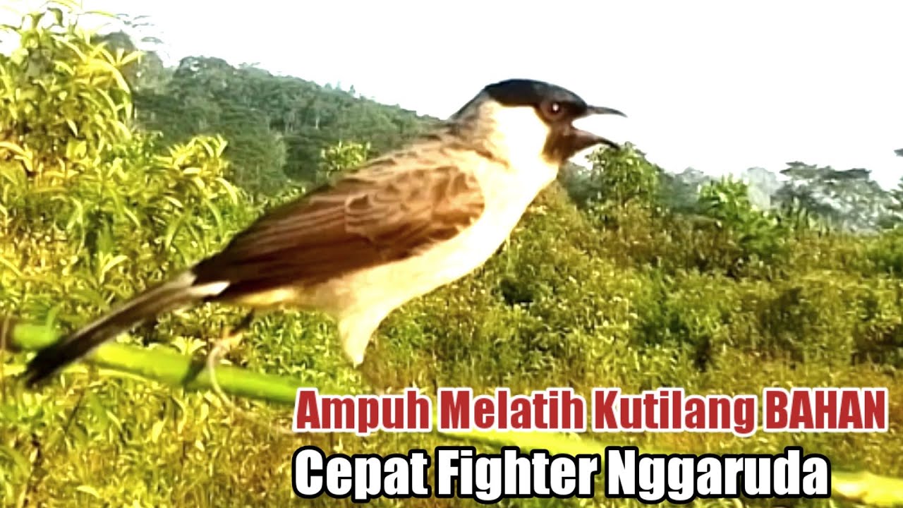 Suara Burung Kutilang Gacor ASLI ALAM Lanjut NGGARUDA Ampuh Untuk ...