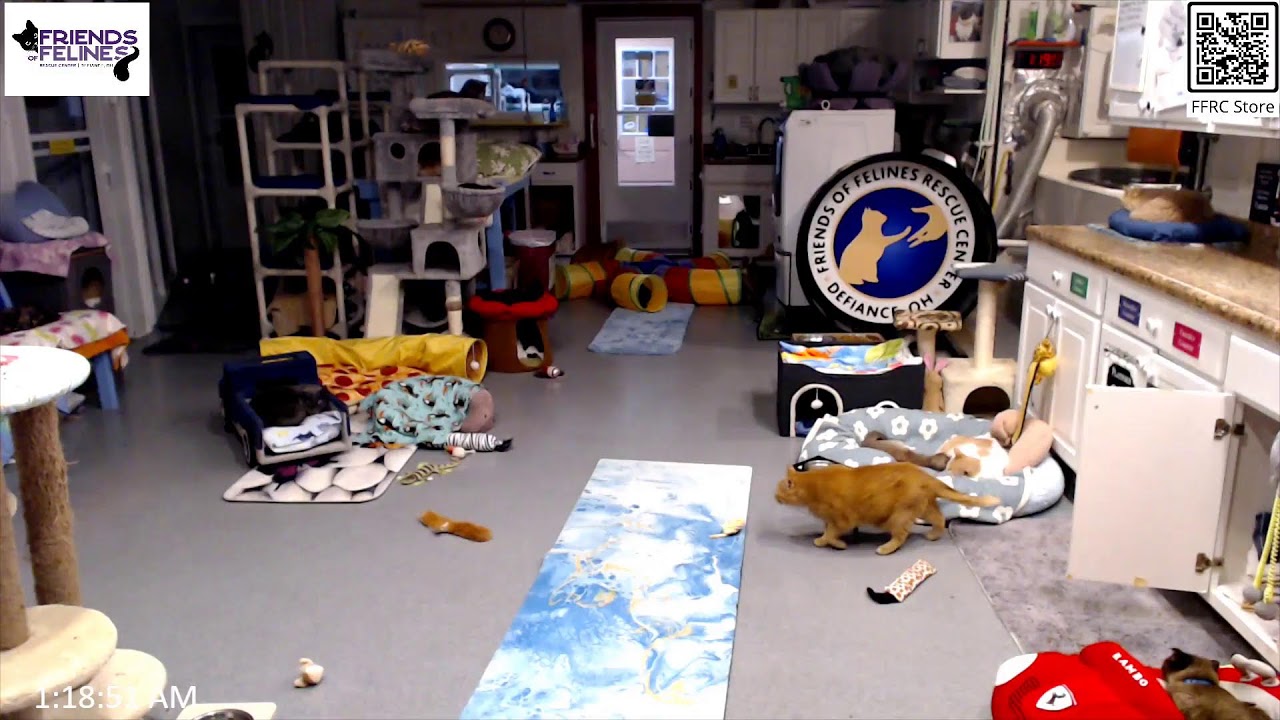 Friends of Felines Rescue Center - YouTube