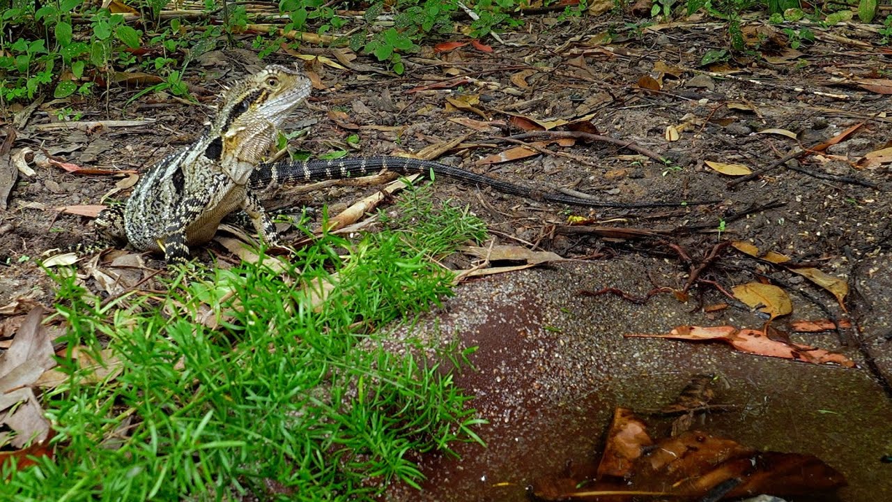 Eastern water Dragon feasting on worms - YouTube