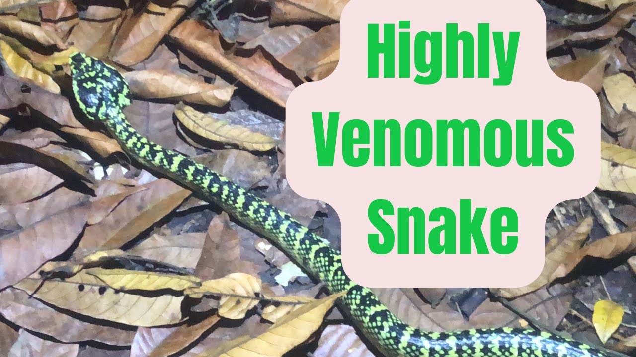 Highly venomous wrangler’s pit viper snake | Singapore wildlife - YouTube
