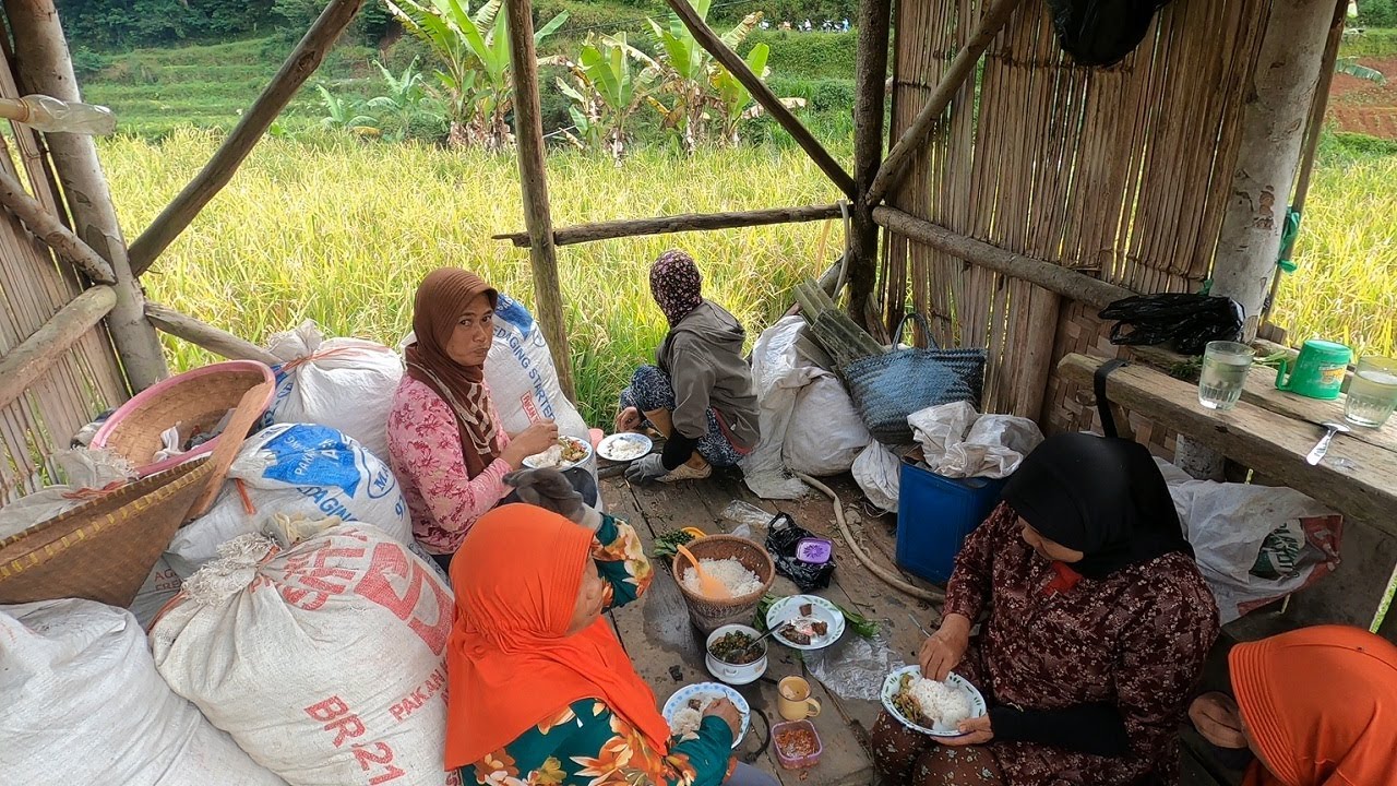 Damainya Hidup Di Desa..!!Begini Loh Saat Ibu-ibu Berkumpul di Sawah ...