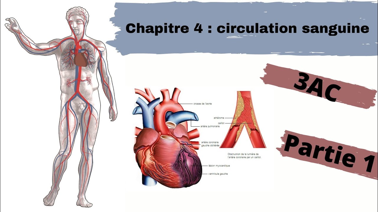 3 ème année collège : chapitre 4 : circulation sanguine 🔻 partie 1 ...