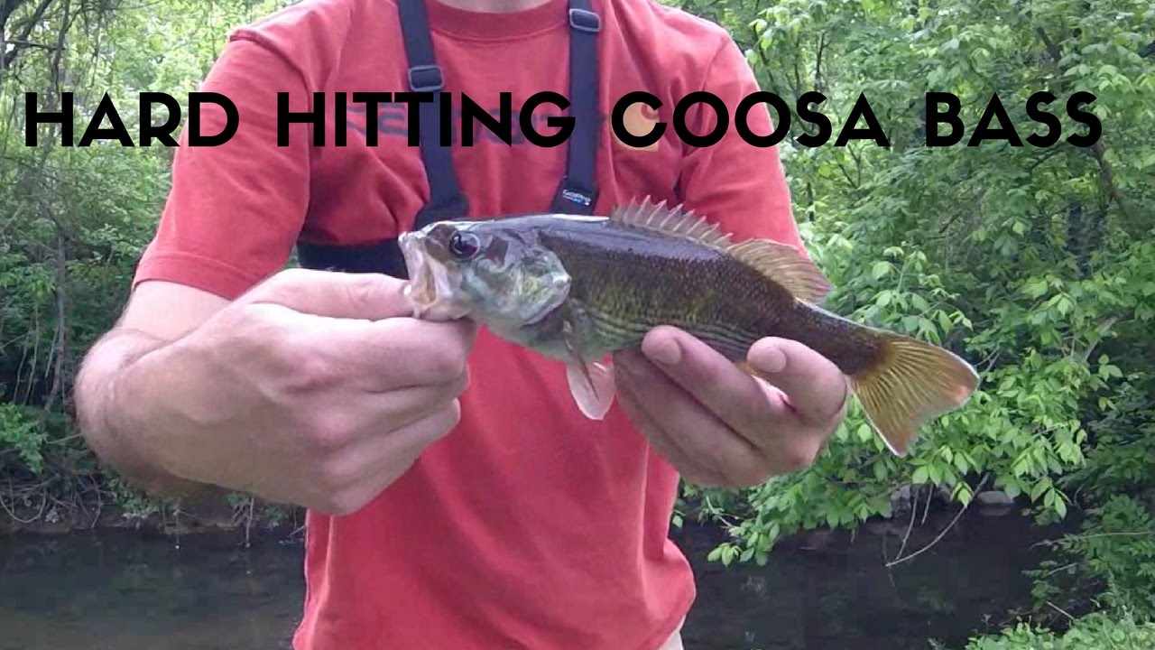 MY BEST DAY EVER FISHING COOSA BASS - Mouse Creek - YouTube