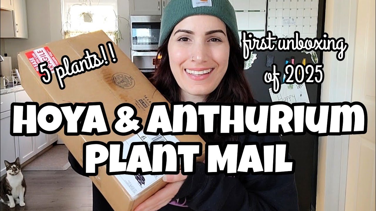 Hoya & Anthurium Plant Mail!! 🌿 first unboxing of 2025 from Bare Root Botanicals 🖤 ️ - YouTube
