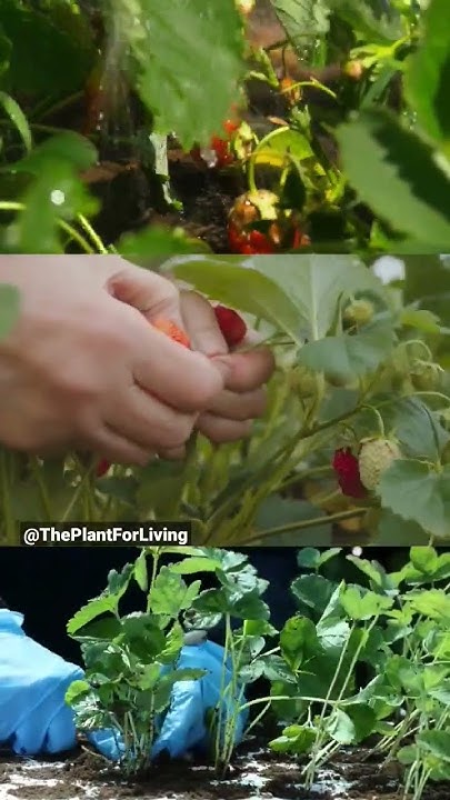 Strawberry Plant Growing Technique #shorts ,How to Easily grow strawberries at home - YouTube