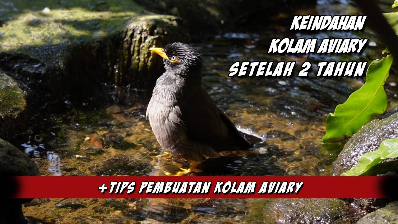 KEINDAHAN KOLAM AVIARY MINI DAN TIPS PEMBUATANNYA - YouTube
